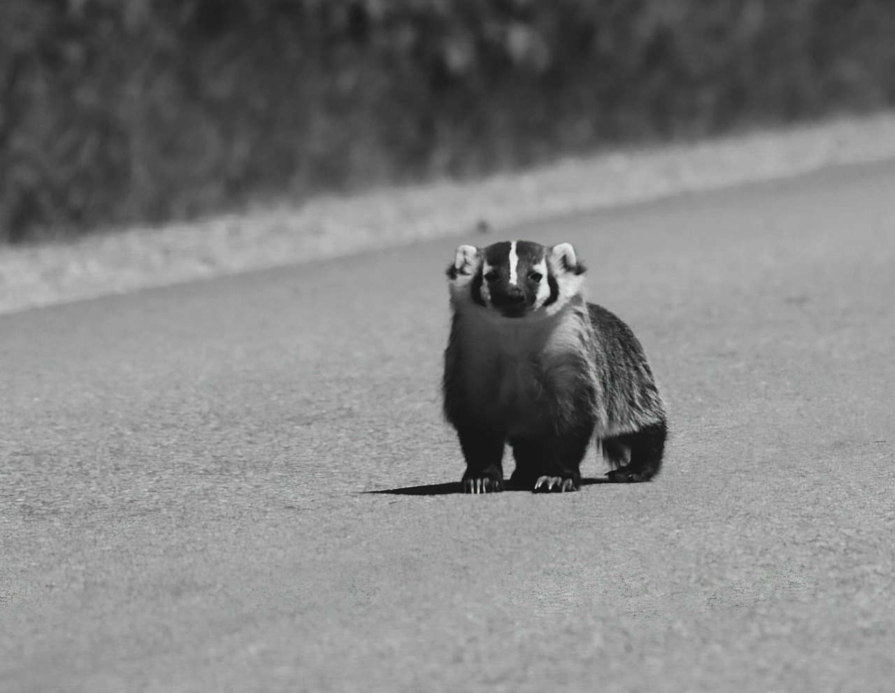 Report Your Roadkill Sightings - Badgers