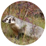 Facts About Badgers | Badgers in BC