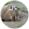 Facts About Badgers | Badgers in BC