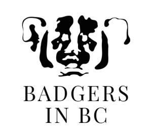 Badger Conservation in BC | Badgers in BC