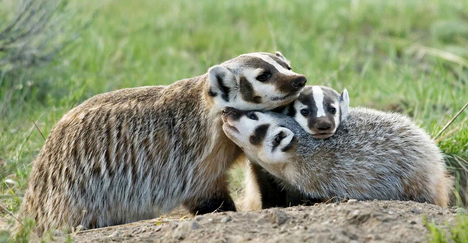 Badger Conservation in BC | Badgers in BC